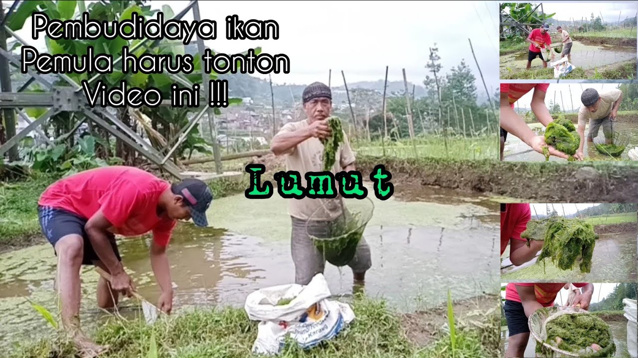 mencari pakan ikan [Lumut] di atas bukit // Gratiss‼️ - YouTube
