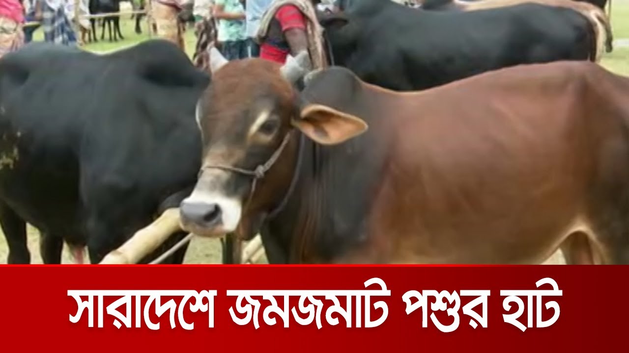 ছোট ও মাঝারি গরুর চাহিদা বেশি; কমে গেছে বাহারি নামের গরু বিক্রি | Cow ...