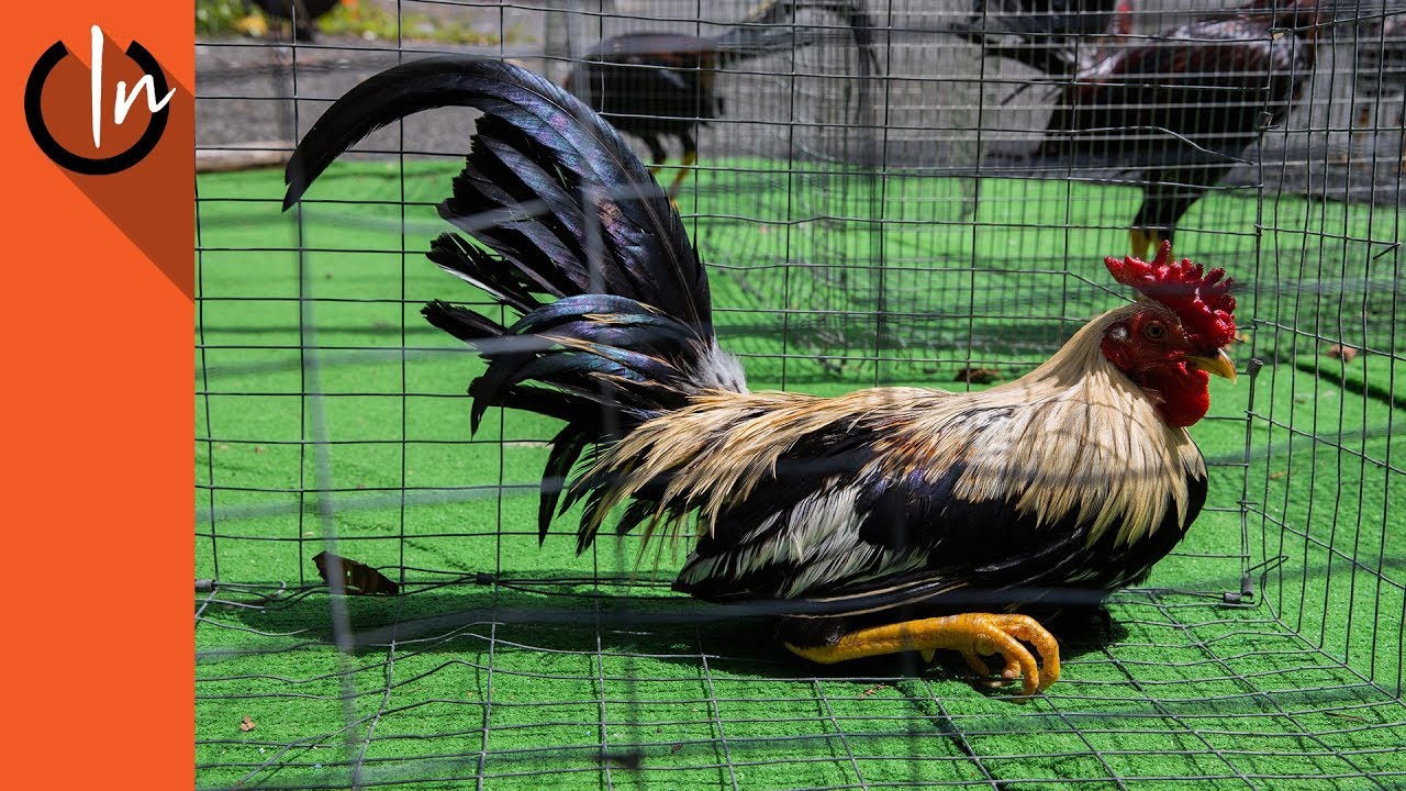 Galleros de Puerto Rico | Luchan por mantener activo el deporte - YouTube