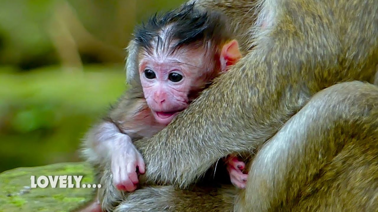 Precious little newborn baby monkey so strong, healthy and alert - YouTube