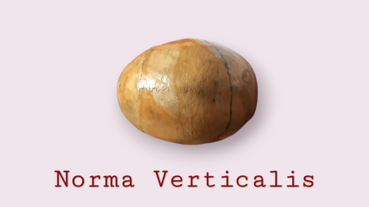 Superior view of skull | Norma verticalis - YouTube