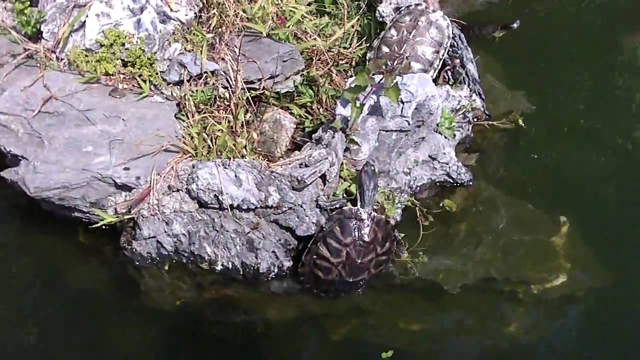 Turtle trying to climb a rock - YouTube