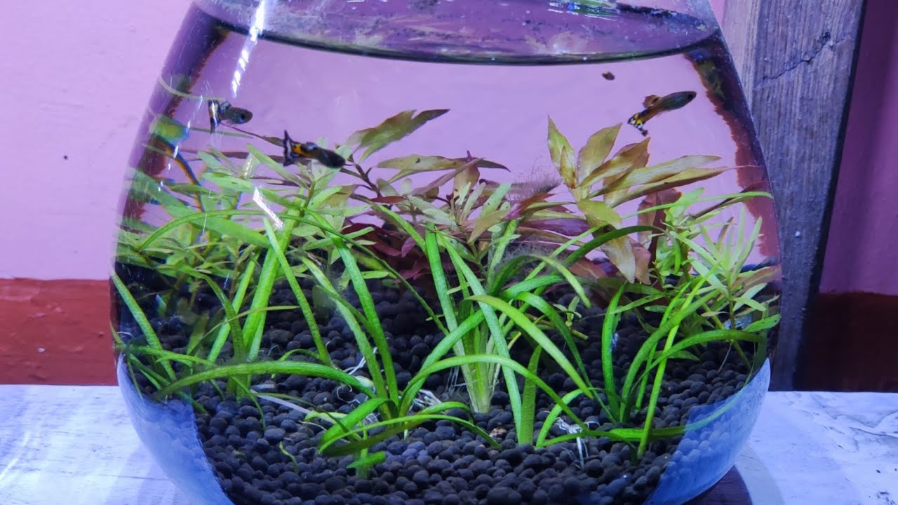 Simple planted 2 Liter Fishbowl Set-Up for Guppy | Step by Step | No ...