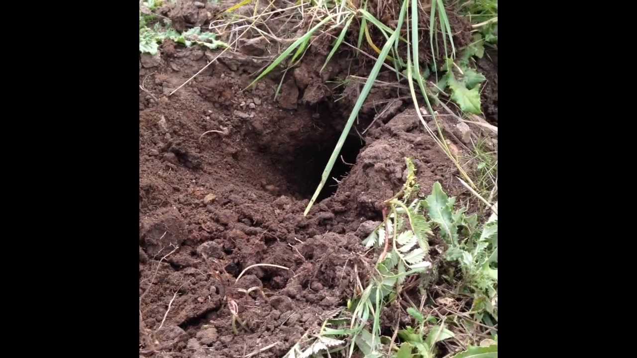 Trapping - Making a Dirt Hole Set - YouTube