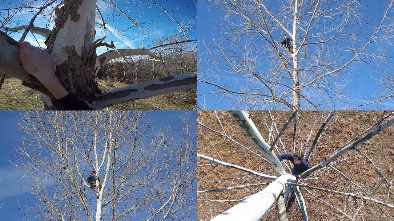 5 Camera Angles - Climbing to the Top of a 150' Tree - YouTube