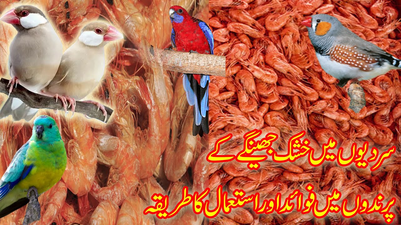 How to use dry prawn for birds. dry prawn Benefits in birds - YouTube