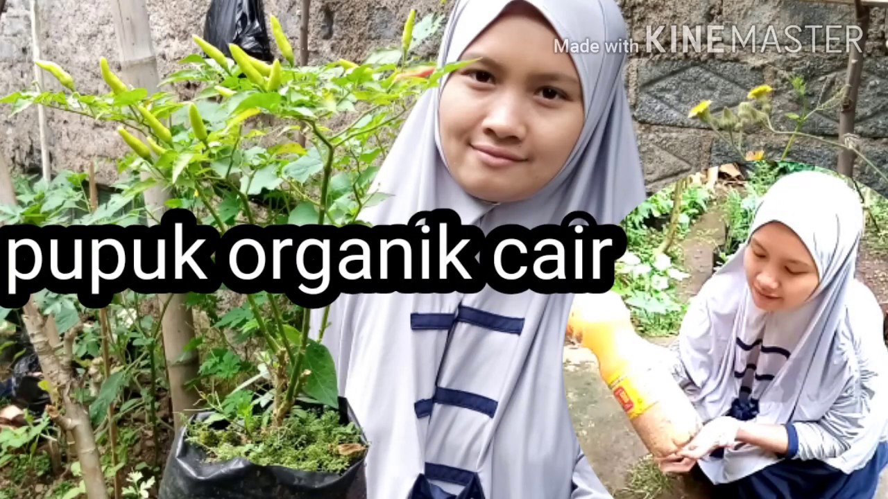 MEMUPUK SAYURAN DI HALAMAN DENGAN PUPUK ORGANIK - YouTube