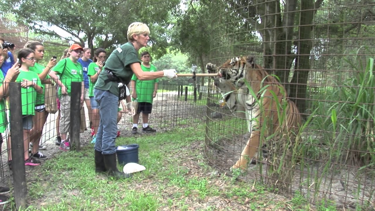 Big Cat Rescue - Summer Camp! - YouTube