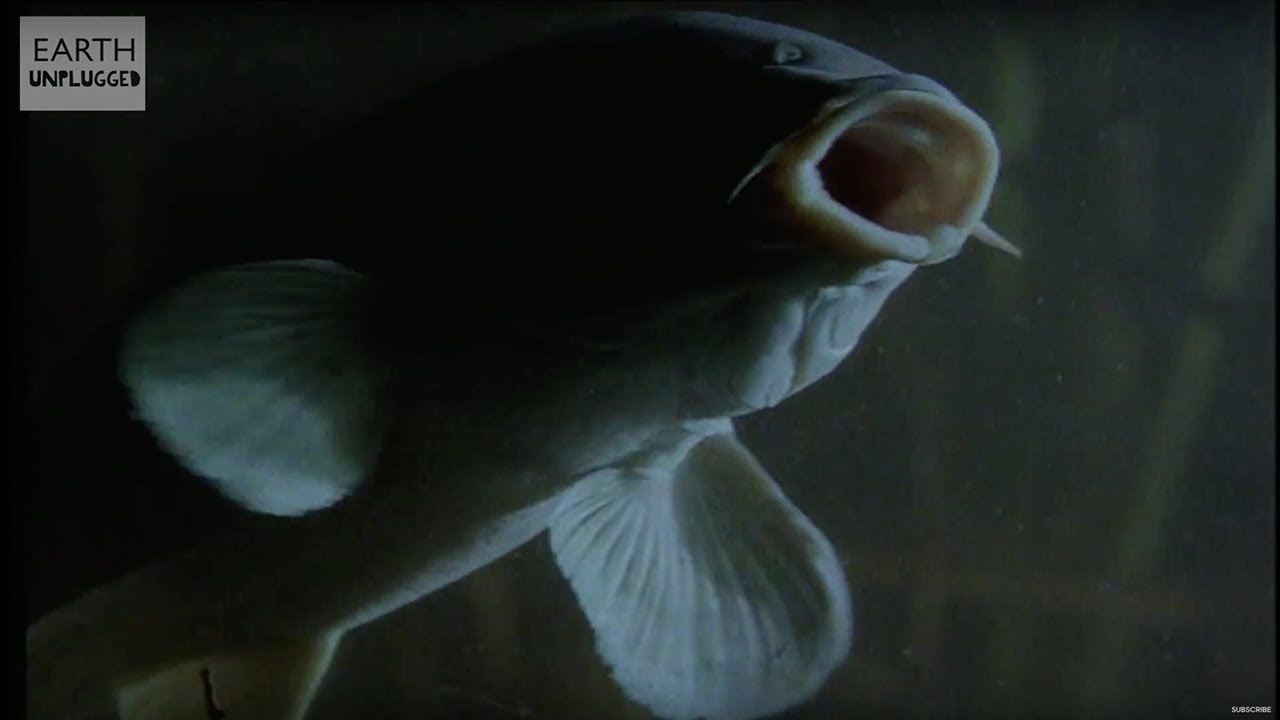 Do Fish Drink? | Zoo La La | BBC Earth Explore - YouTube