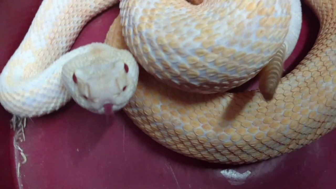 Close up with an albino western diamondback! Thanks for 1000 subs ...