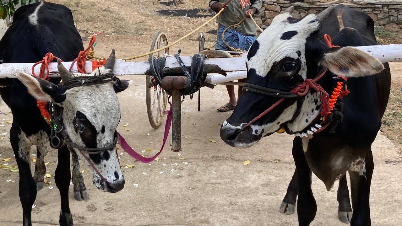 Janagam 1 year bulls training - YouTube