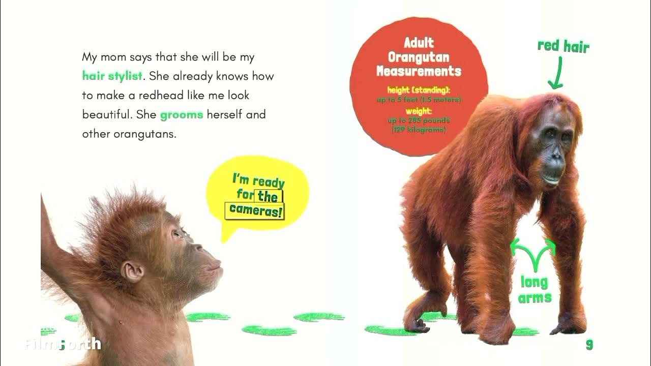 ANIMALS || ORANGUTAN INFANTS || READ ALOUD - YouTube