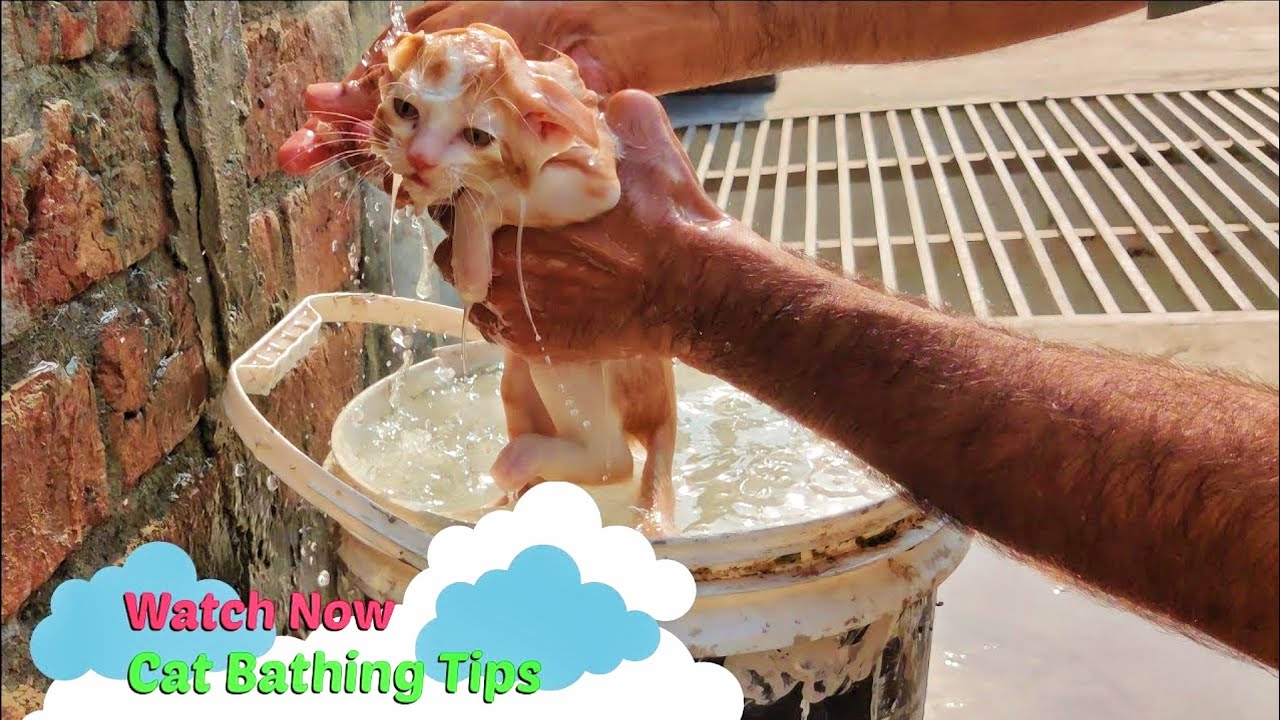 How To Cat Bathing | Cat Bathing Tips - YouTube