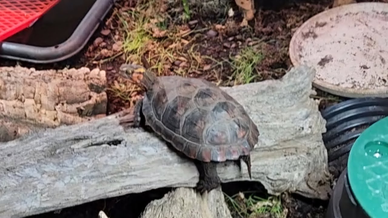 Turtle room progress - YouTube