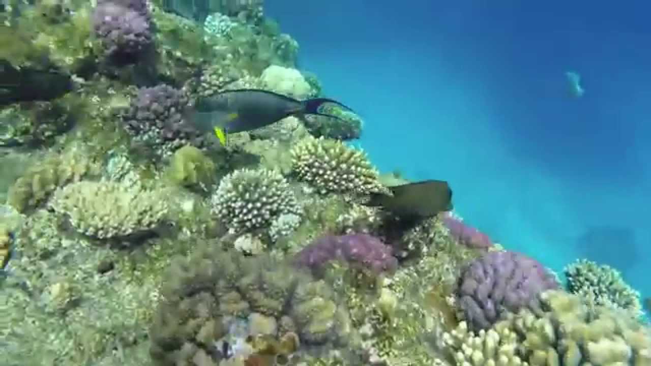 Hurghada Egypt snorkling Coral Reefs Red Sea GoPro Hero 3+ - YouTube