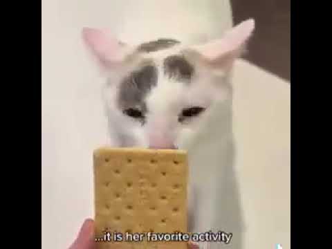goofy ahh cats #meme #cats #gatos #humor - YouTube
