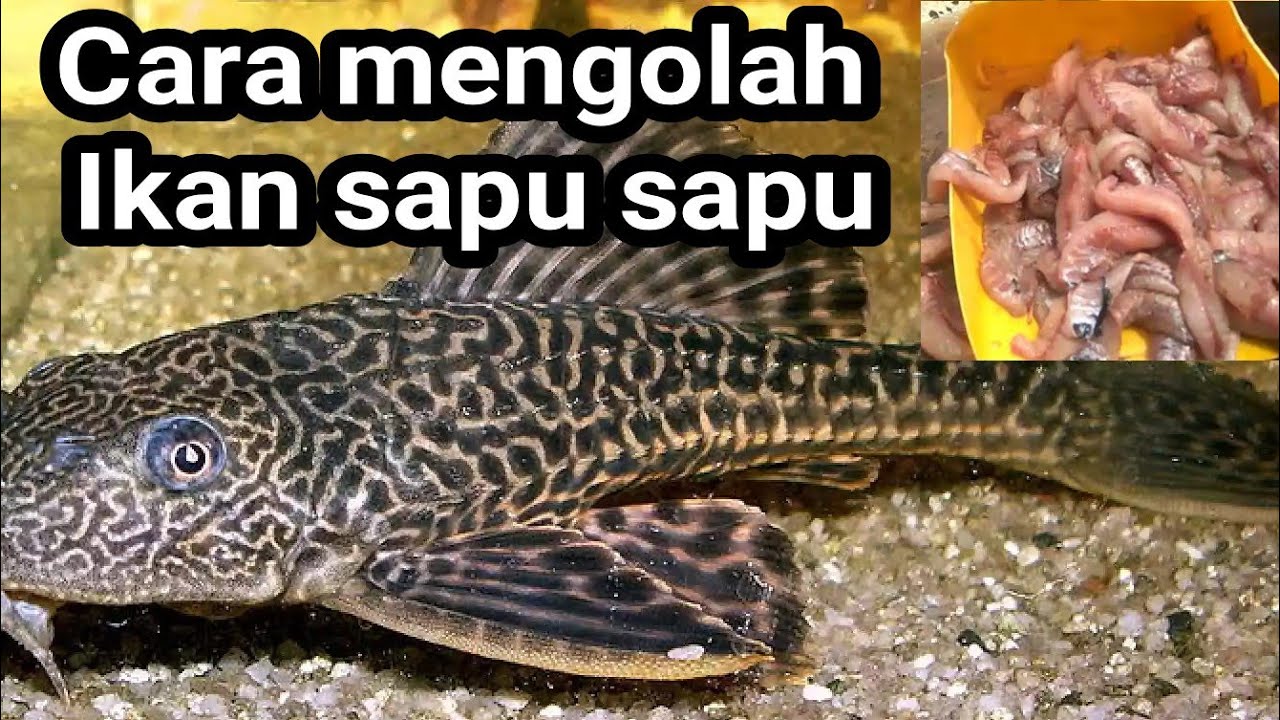 Cara Potong Ikan Sapu Sapu Youtube