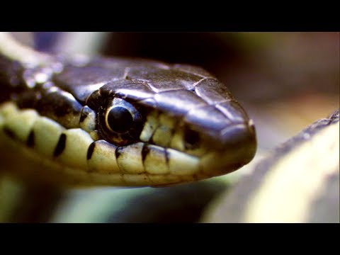 Male Garter Snake Tricks Other Males With His Female Scent | Life | BBC Earth