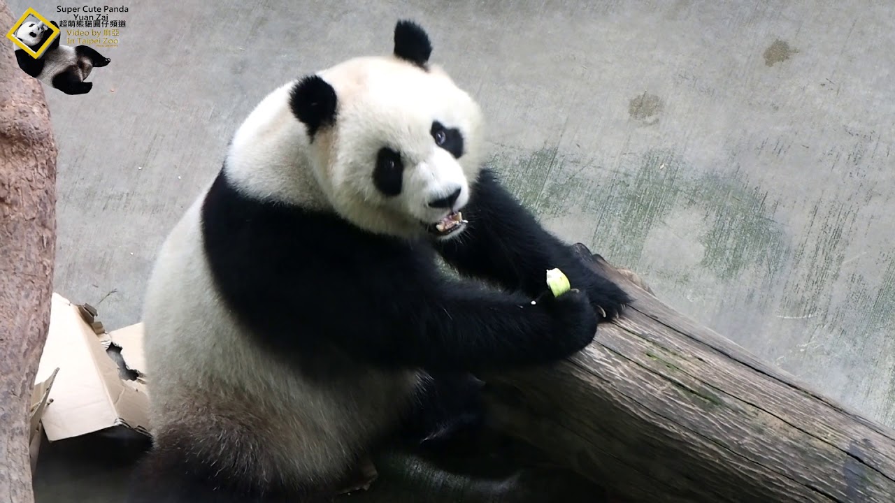 20190525 圓仔吃芭樂 The Giant Panda Tuna Tuan and Yuan Zai - YouTube
