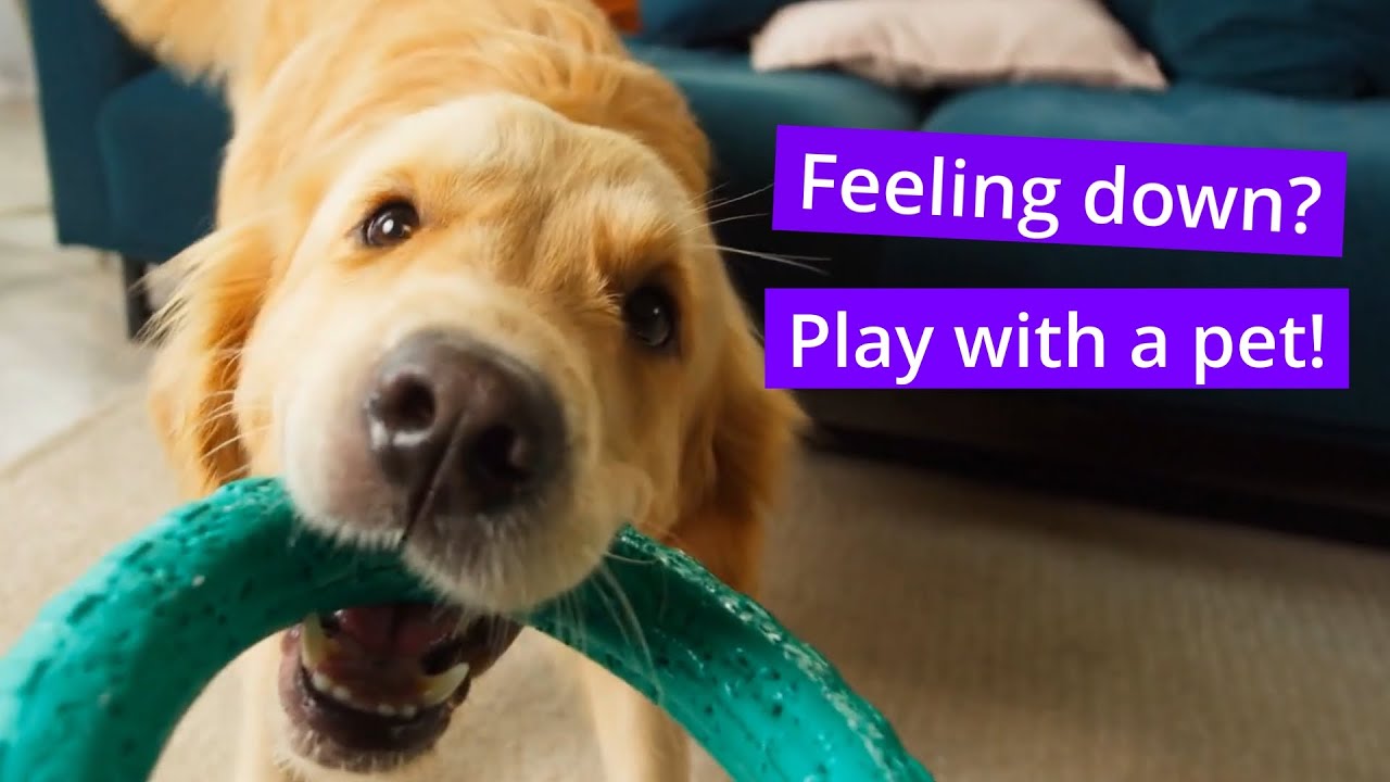 The Psychology of Pets: Why They Make You Happier - YouTube