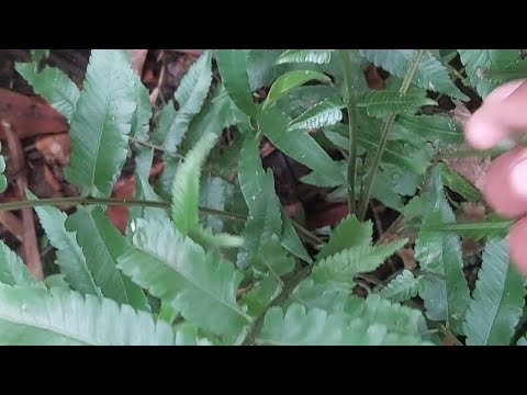 PAKO "edible fern" - YouTube