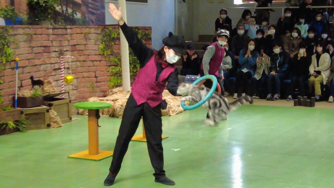 Adorable Cat Show at Nasu Animal Kingdom 🐈 Tochigi Japan (PM ...