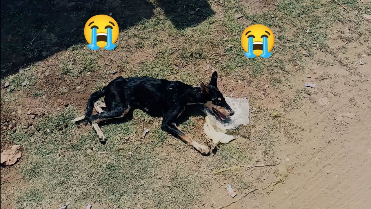 😭😭Street dog can't handle heat of summer 2022😭😭 / Helpless street dog ...