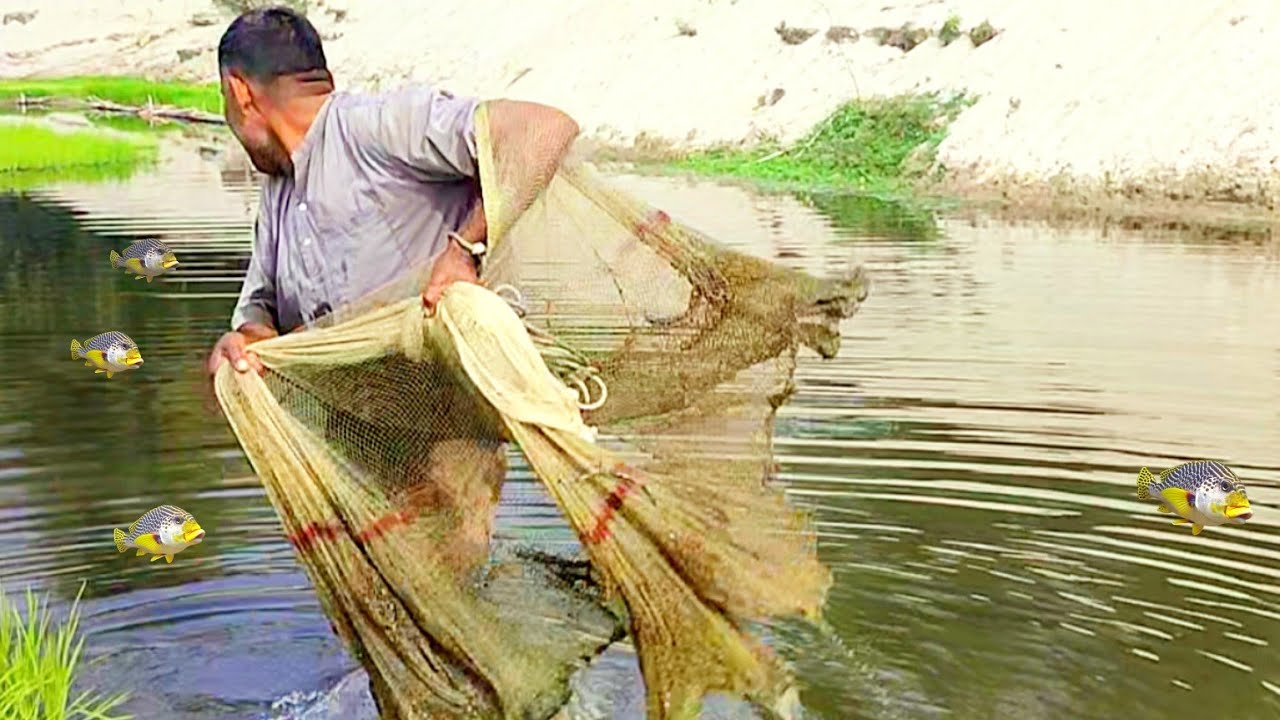 Village Fisherman Catch Big Fish-Amazing NetFishing-Traditional ...