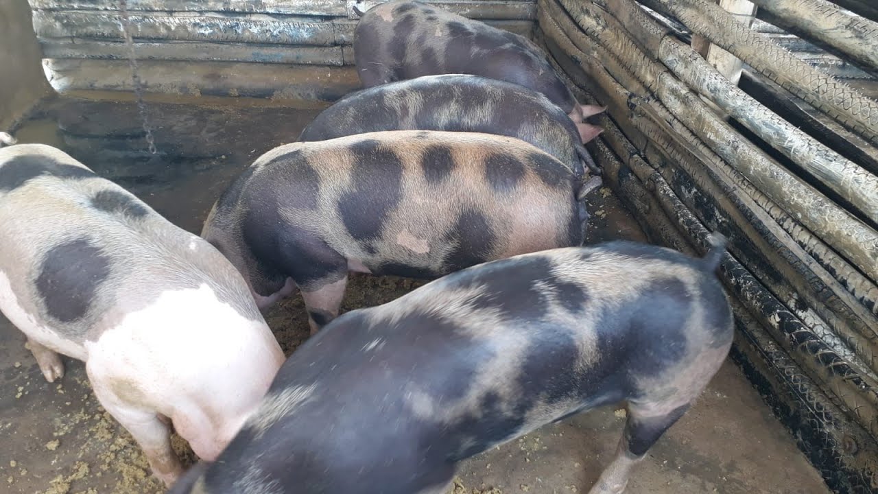 Porcos com 119 dias na engorda já estou vendendo eles veja - YouTube