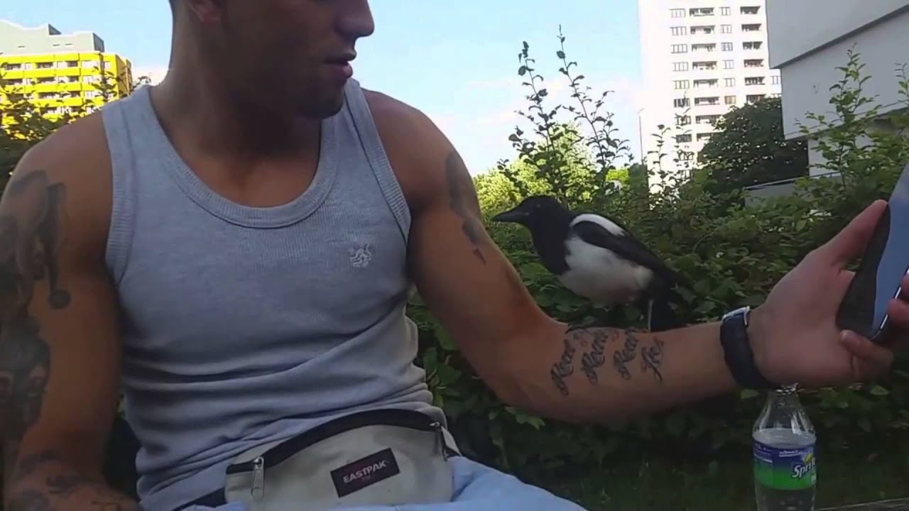 Thug life bird steals joint - YouTube