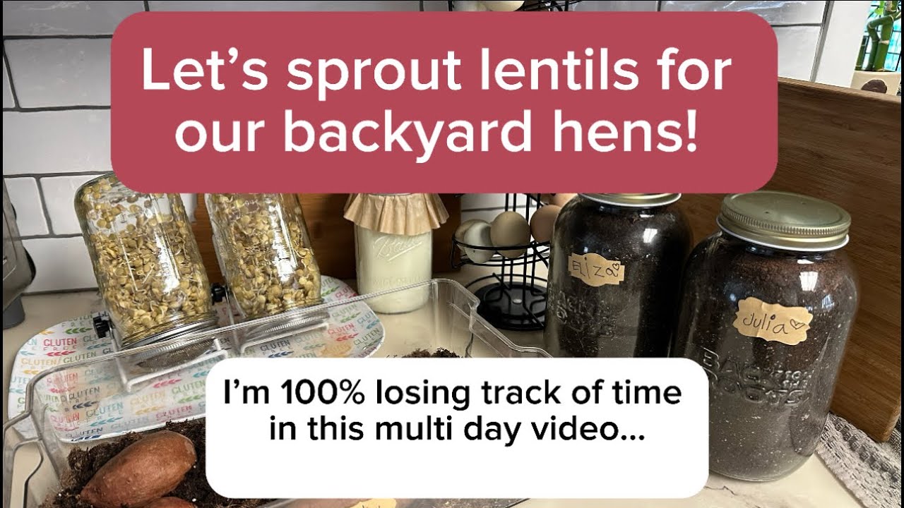 Urban Homestead | In the Kitchen | Sprouts | Small Space Food ...