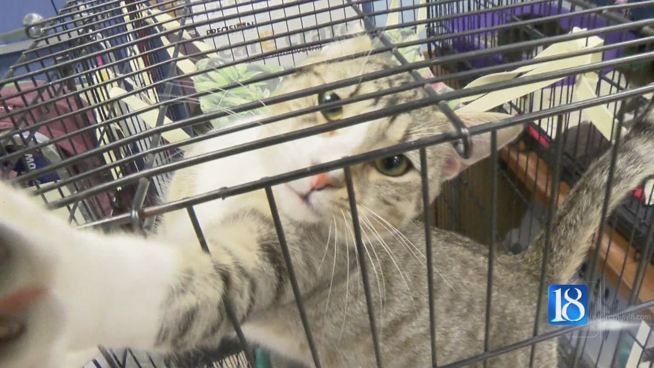 Almost Home Humane Society overrun with cats - YouTube