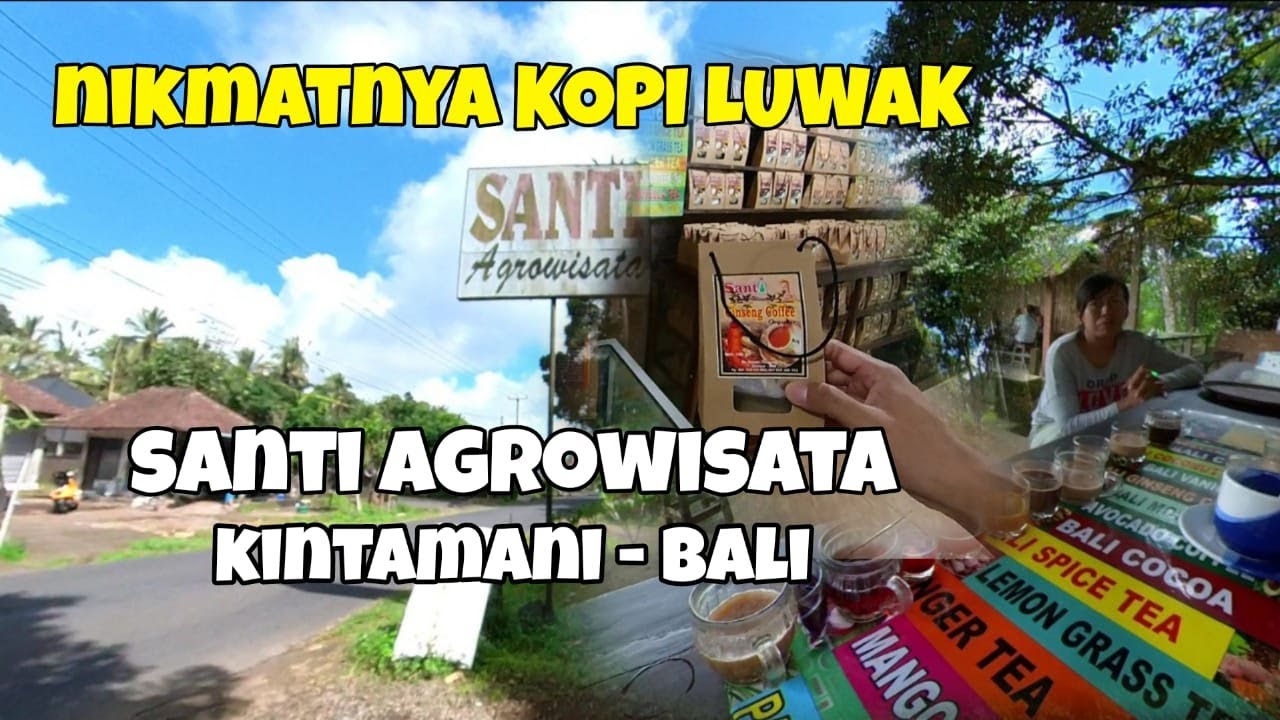 SANTI AGROWISATA | NIKMATNYA KOPI LUWAK KINTAMANI BALI 2022 - YouTube