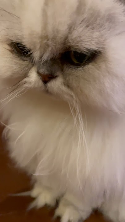 Indifferent cat 虚無猫。#catsoftiktok #cat #虚無猫 #猫 - YouTube