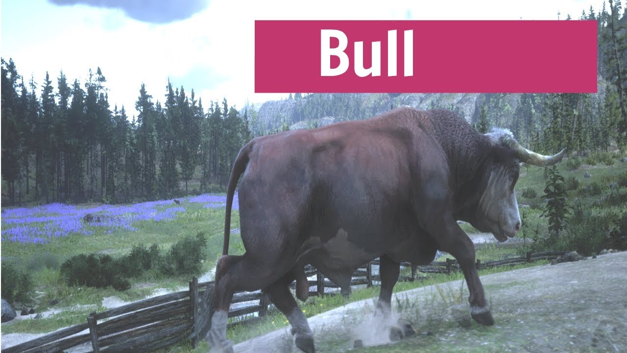 Where to find bulls in Red Dead redemption 2! - YouTube