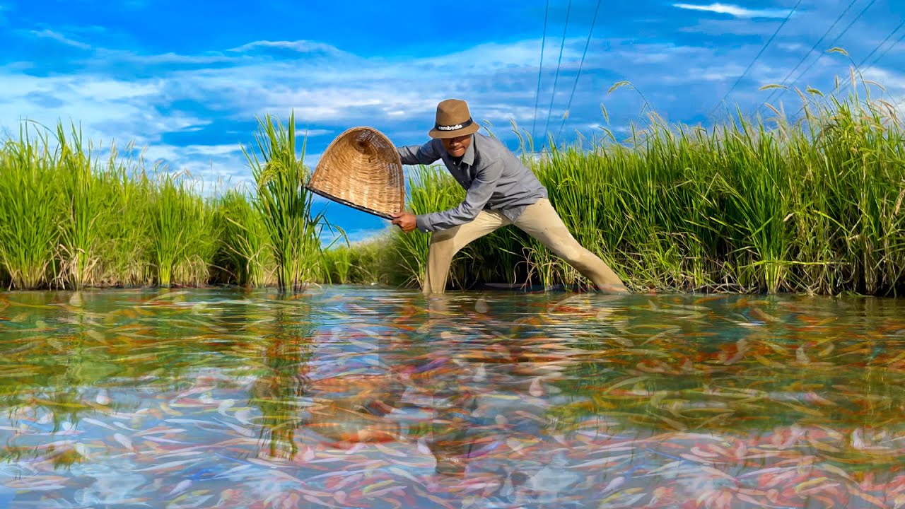 Catching Betta Fish And Wild Fish In Rice Field At Countryside ...