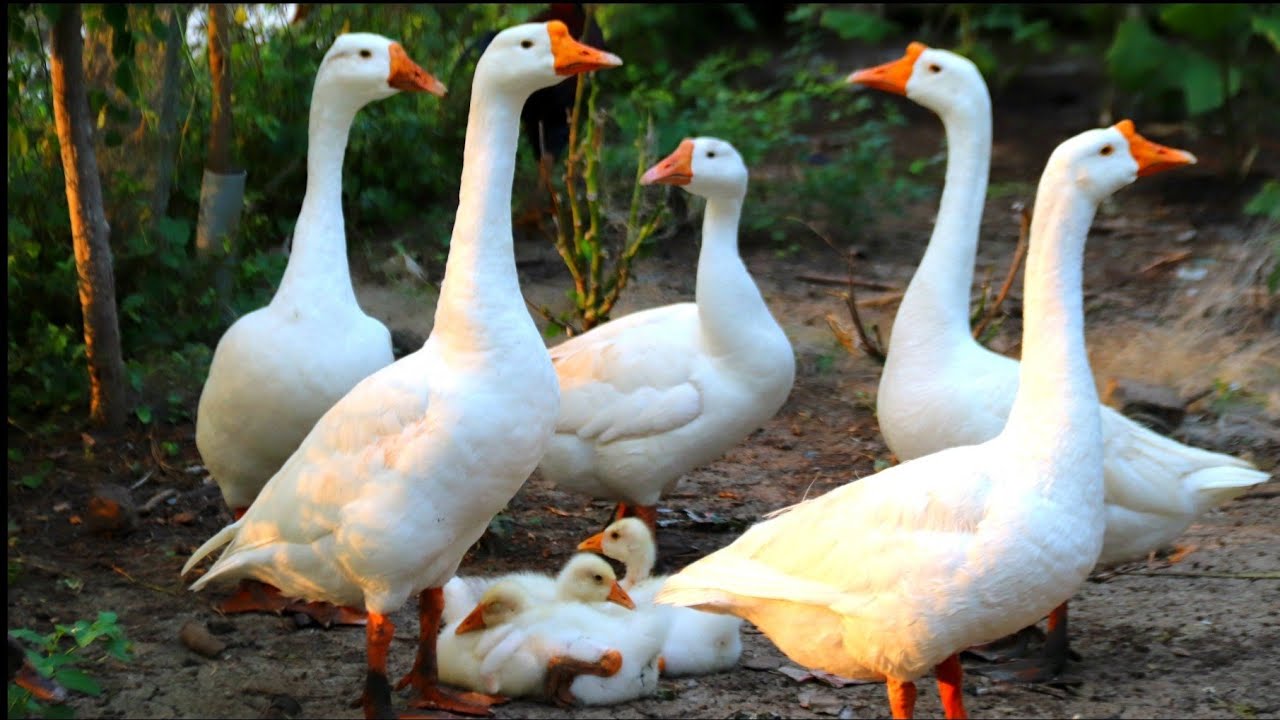 பங்களா வாத்து வளர்ப்பு முறை/Goose vaathu valarpu/goose vathu valarpu in ...