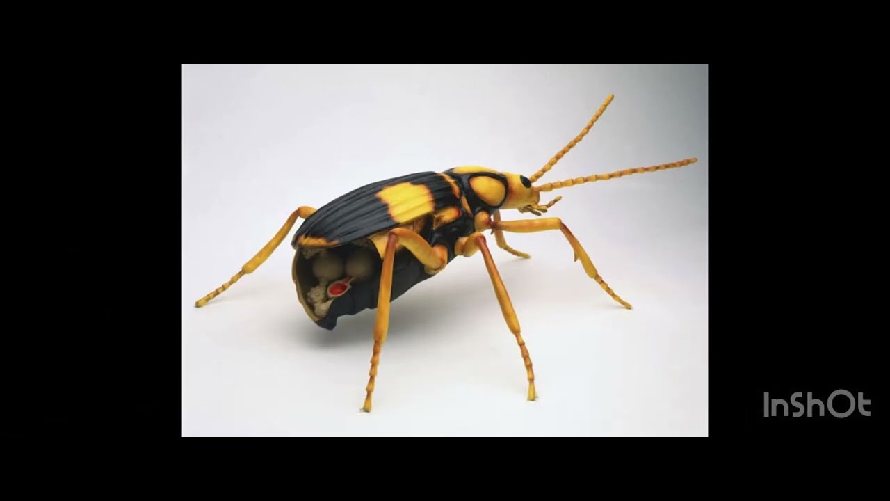 Bombardier beetle- “insect that fart fire”🔥🔥🔥 - YouTube