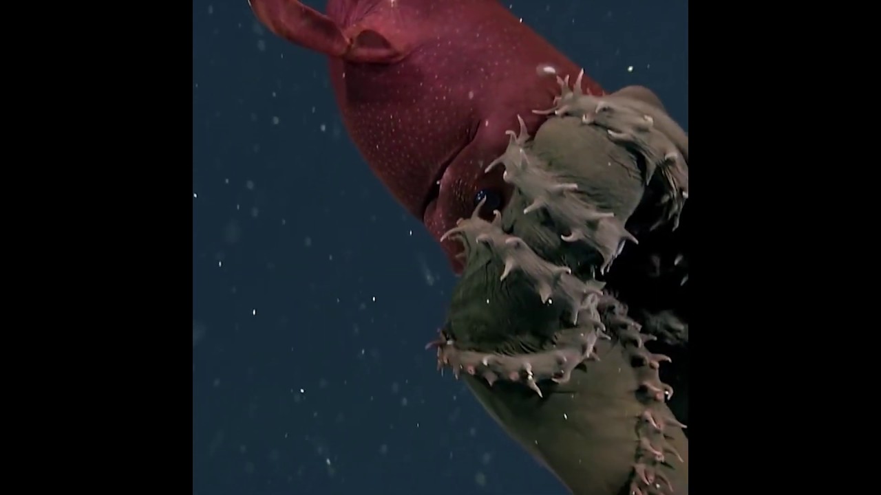 Le calmar vampire fait partie des animaux spéciaux des des profondeurs ...