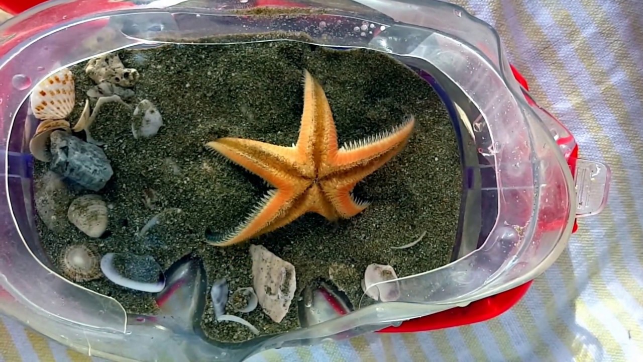 Small Starfish Flips Over - YouTube
