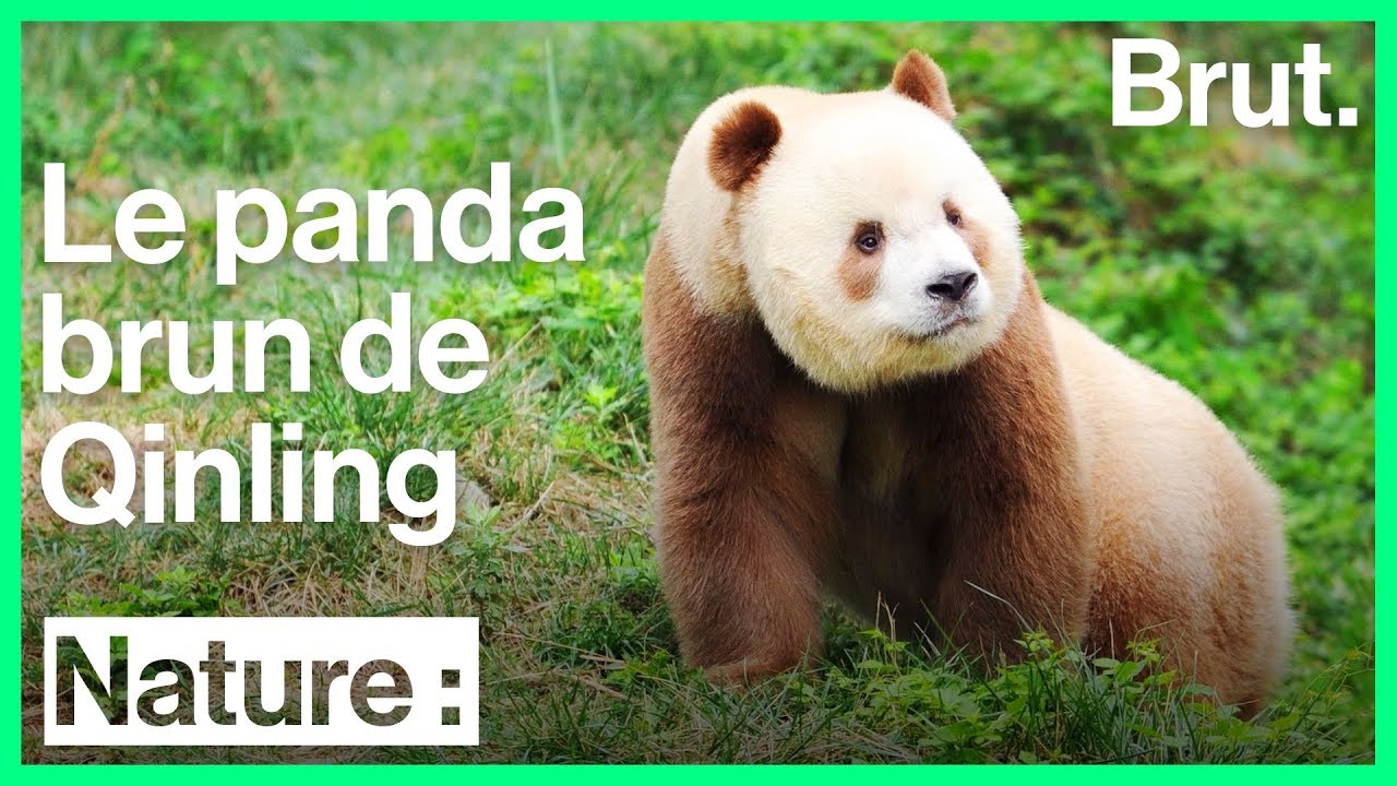 Les mystérieux pandas de Qinling à la fourrure brune - YouTube
