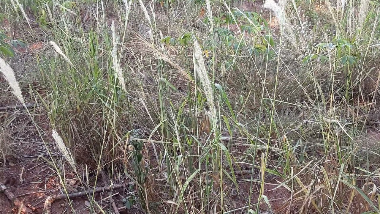 Manejo de capim-amargoso (Digitaria insularis) - YouTube
