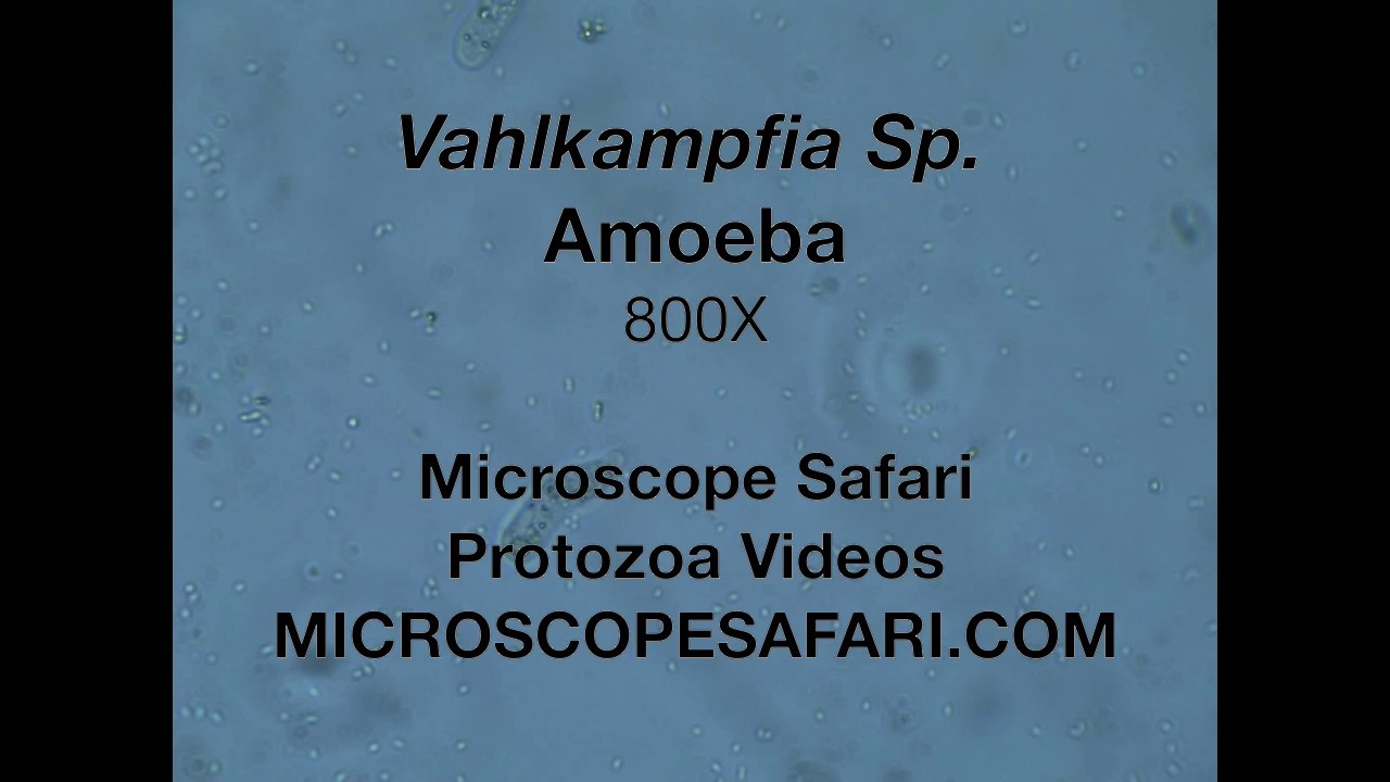 Vahlkampfia Sp. - YouTube