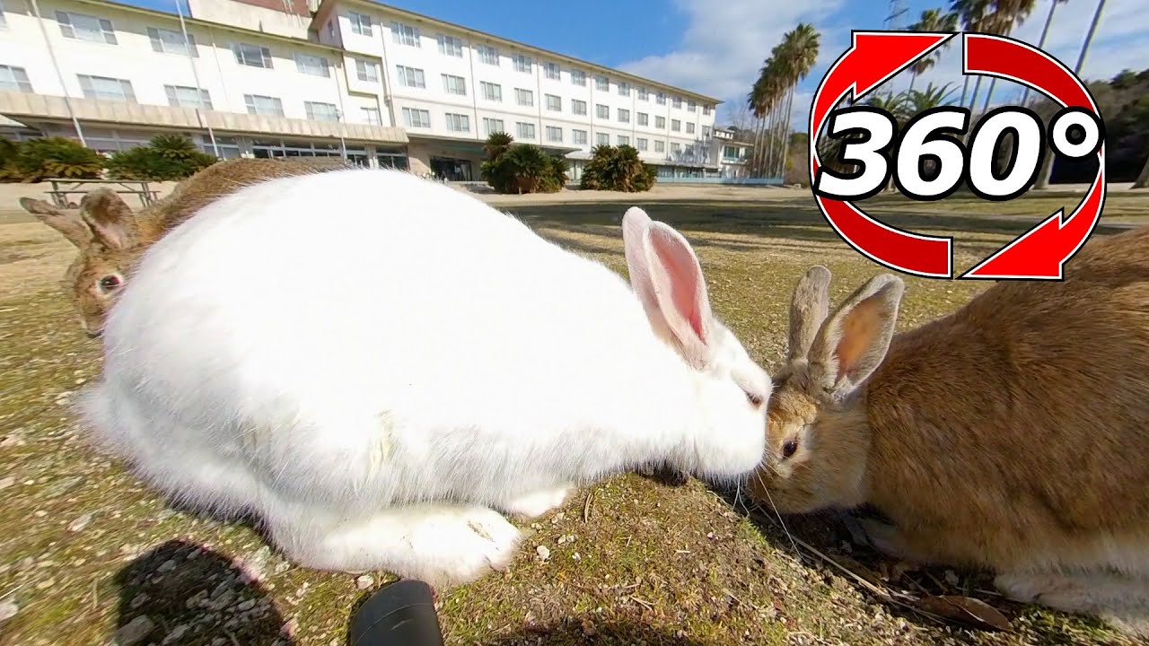 VR 360° | Overwhelming presence! A white rabbit that is too beautiful ...