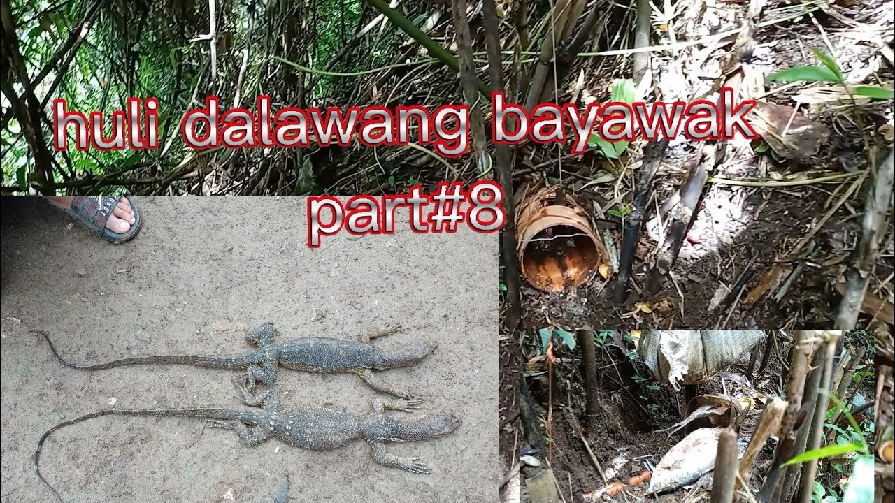 how to trap monitor lizard.paano mag silo ng bayawak.part#8 - YouTube
