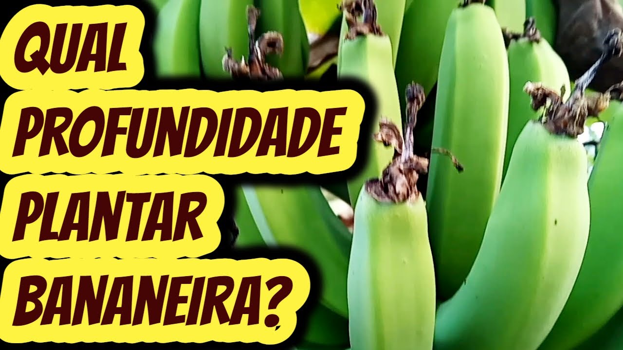 Qual a profundidade ideal para plantar um pé de banana? Qual tamanho ...