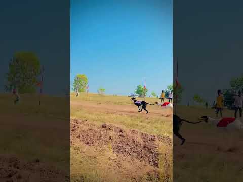 GREHOUND DOG RACE STATUS॥ श्वान शर्यत || महाराष्ट्र राज्य श्वान शर्यत ...
