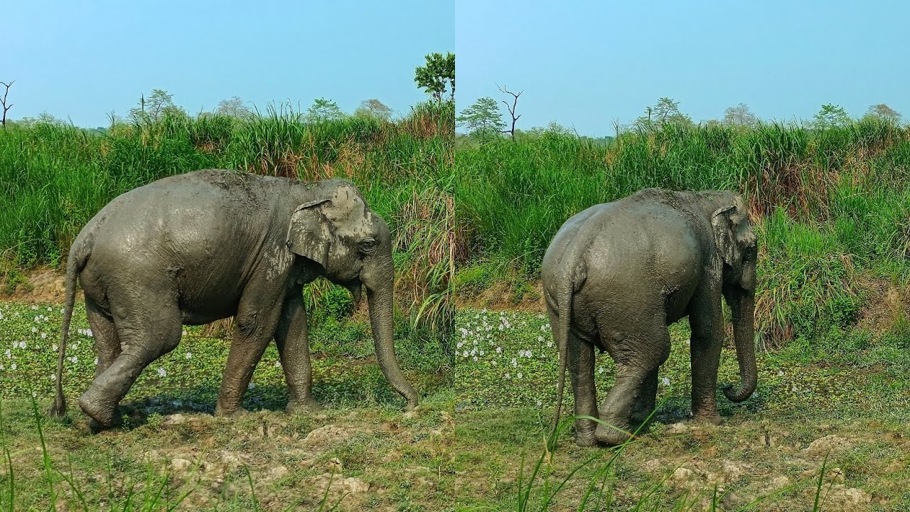 Group Of Wild Elephant In KAZIRANGA NATIONAL PARK - YouTube