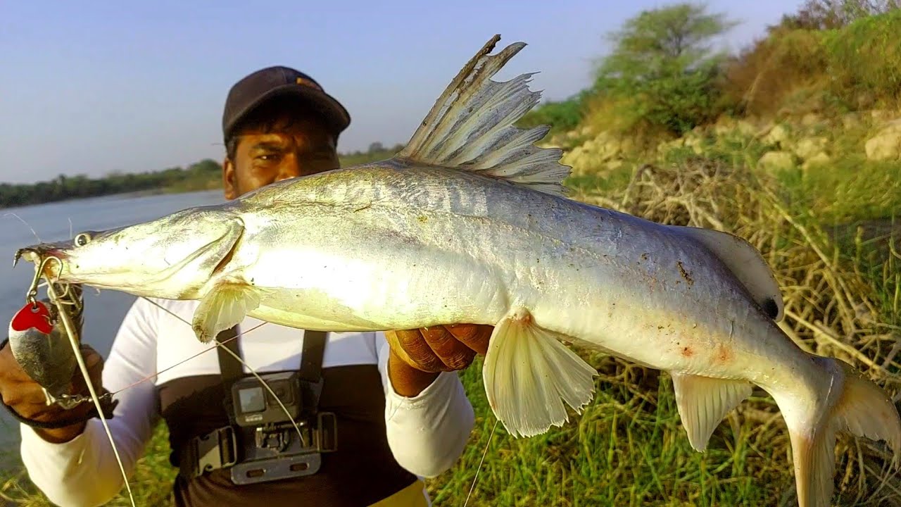 Big Singara fish catching video | Big Tengara Fish | Singoor River ...