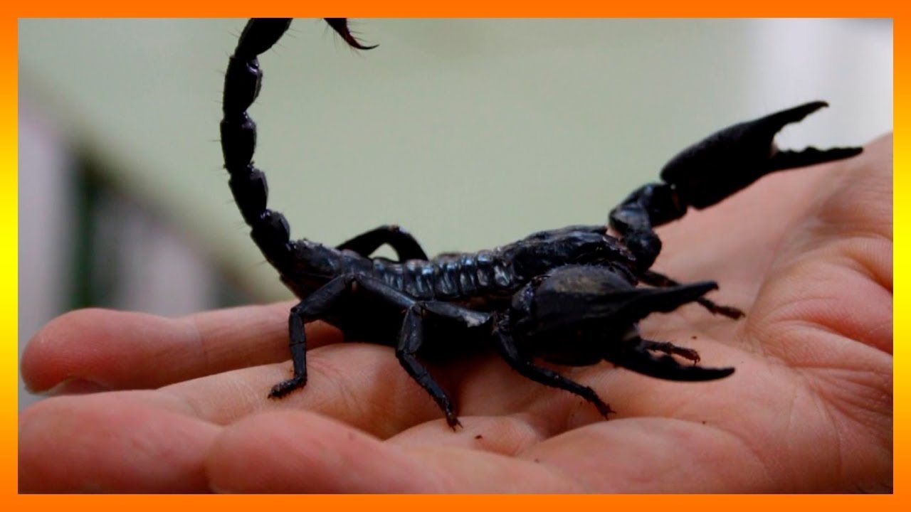 SOÑAR CON ALACRANES NEGROS 🦂 Mira Que Significa Tu Sueño 👈💤😴 - YouTube